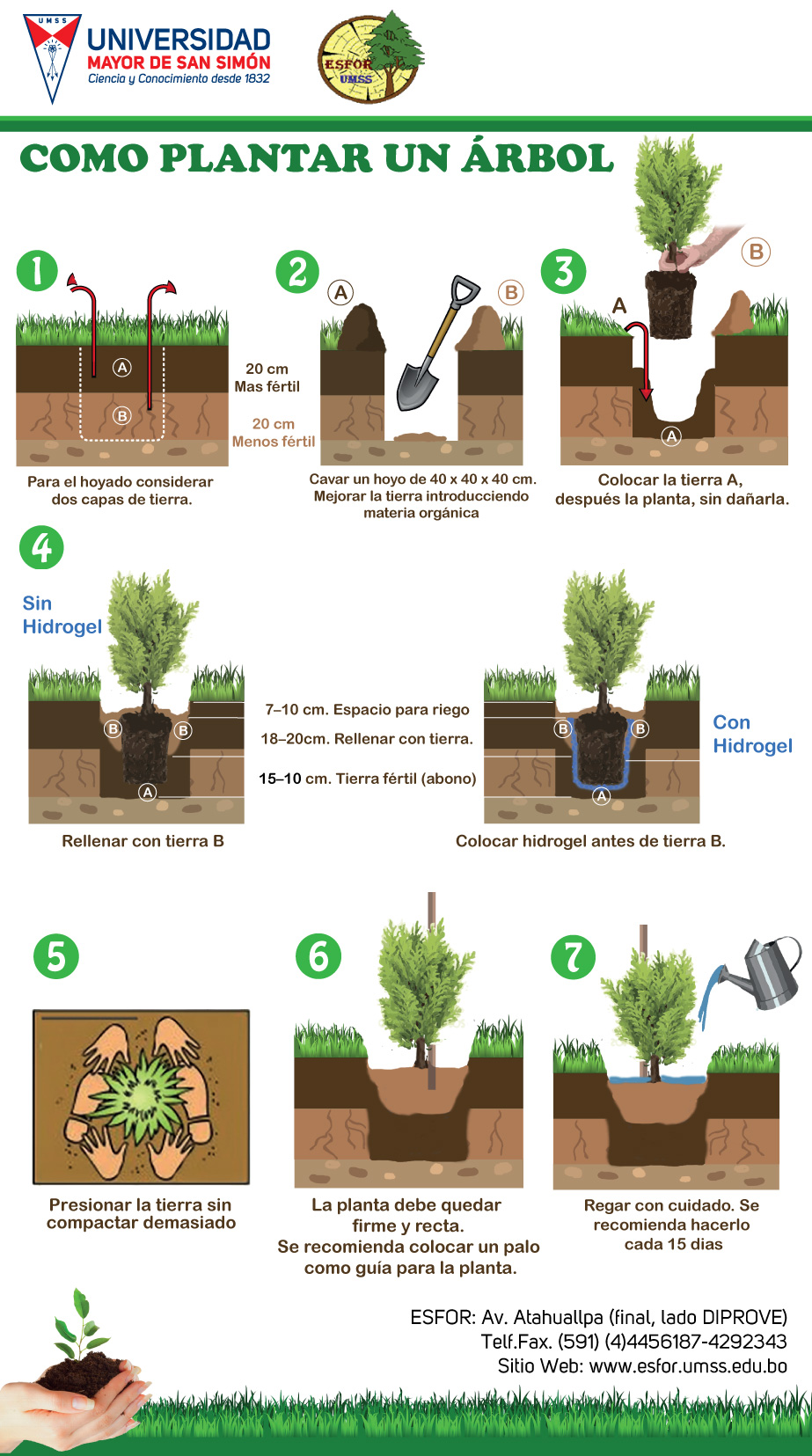 Como Plantar Un Arbol